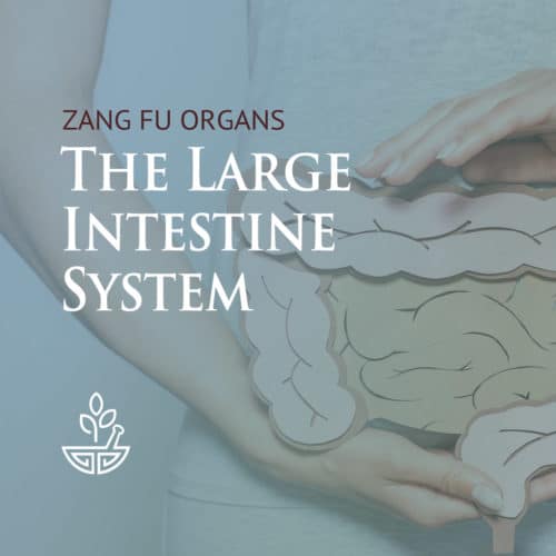 Zang Fu Organ Channels | Best Chinese Medicines
