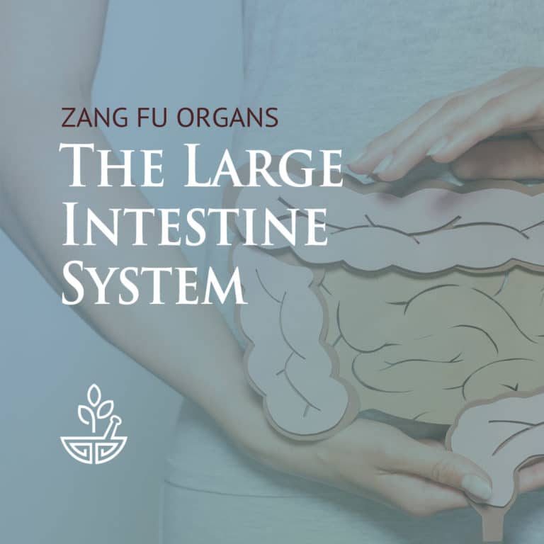 Zang Fu Organ Channels | Best Chinese Medicines