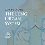 Zang Fu Organ Channels | Best Chinese Medicines