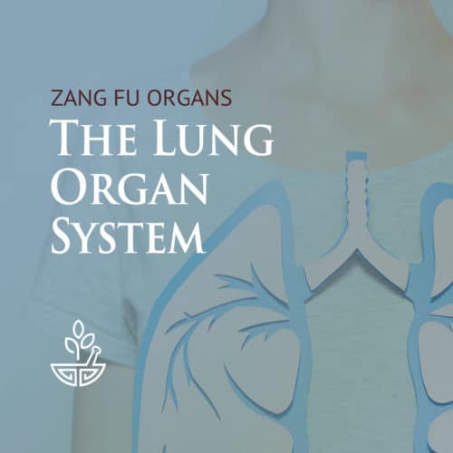 Zang Fu Organ Channels | Best Chinese Medicines