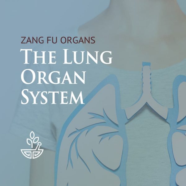 Zang Fu Organ Channels | Best Chinese Medicines