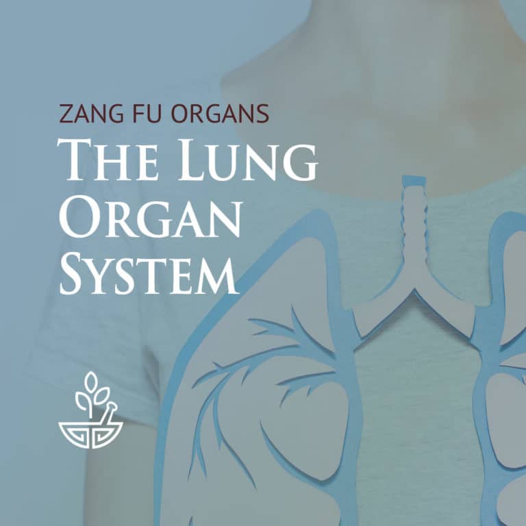Zang Fu Organ Channels | Best Chinese Medicines