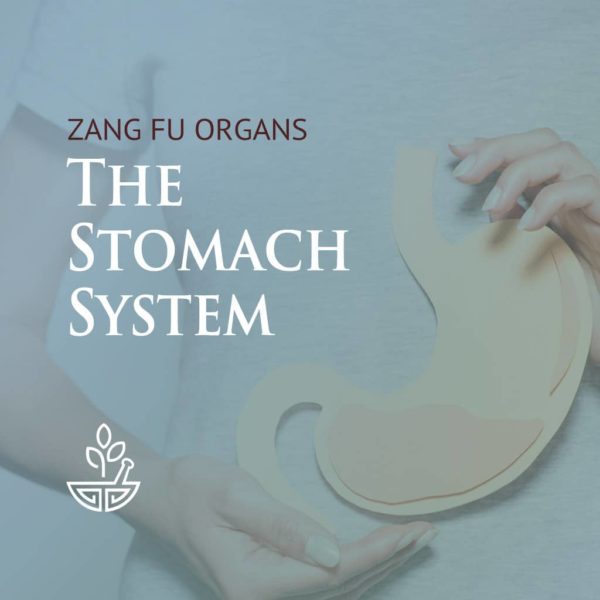 Zang Fu Organ Channels | Best Chinese Medicines