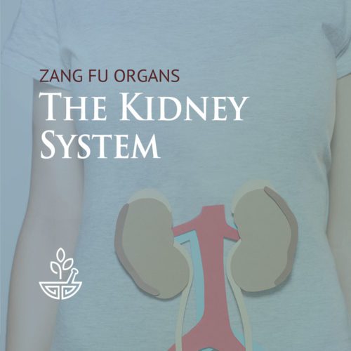 Zang Fu Organ Channels | Best Chinese Medicines