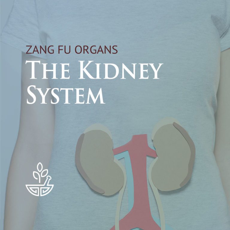 Zang Fu Organ Channels | Best Chinese Medicines