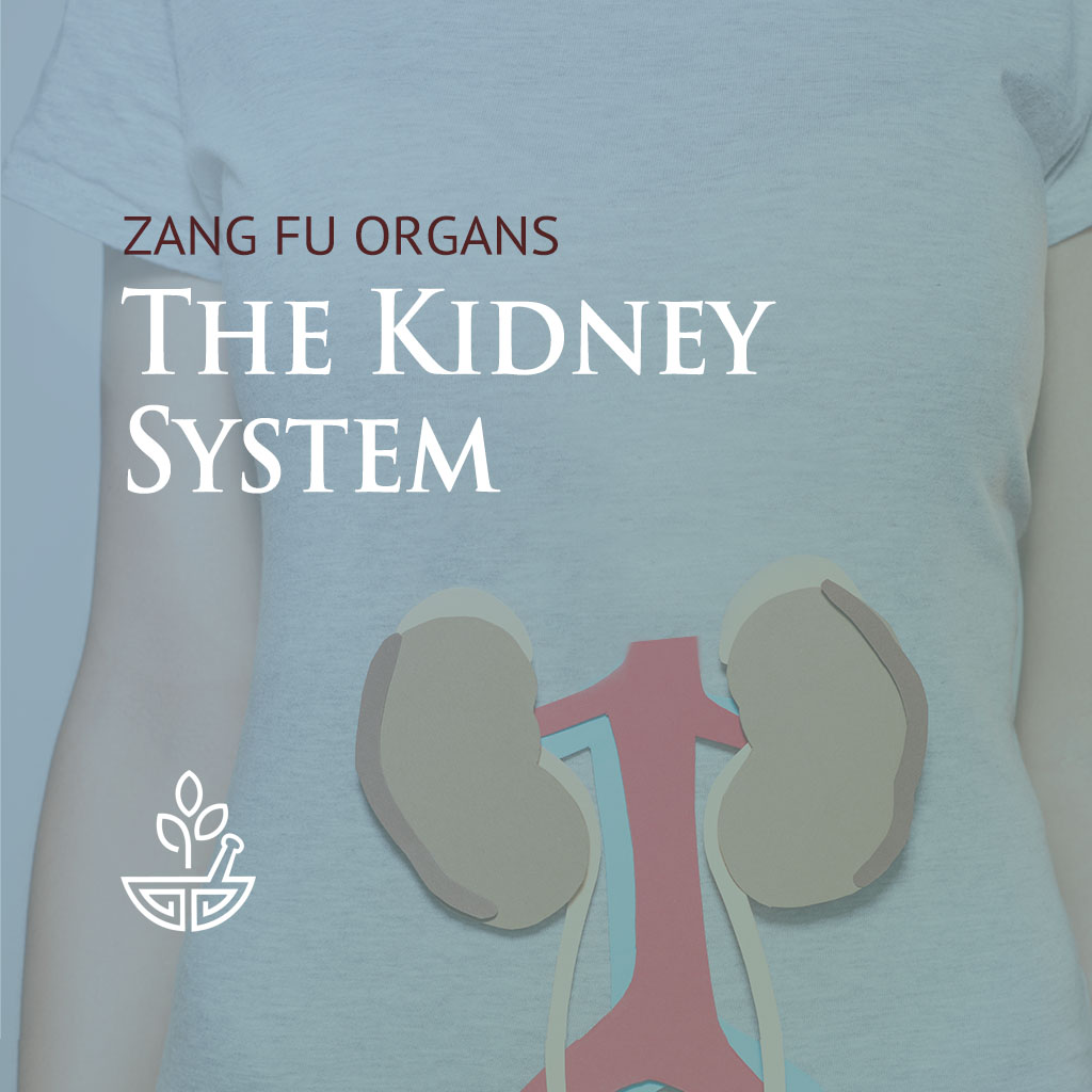 Zang Fu Organs - Kidney | Best Chinese Medicines