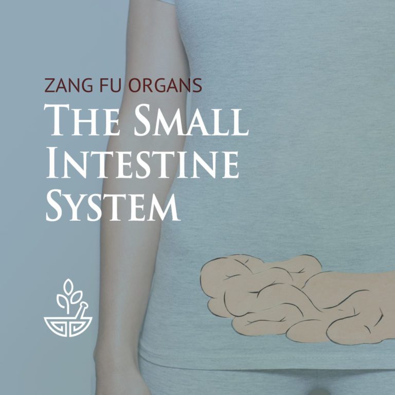 Zang Fu Organ Channels | Best Chinese Medicines
