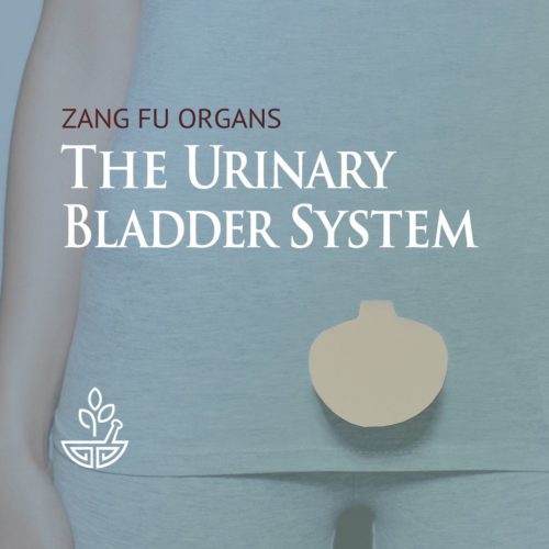 Zang Fu Organ Channels | Best Chinese Medicines