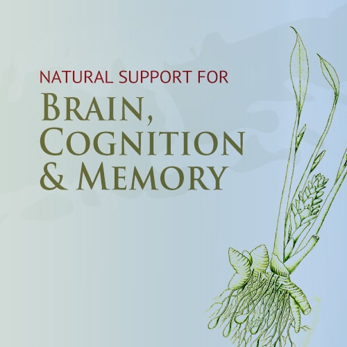 Herbal Remedies for Brain, Cognition & Memory | Best Chinese Medicines